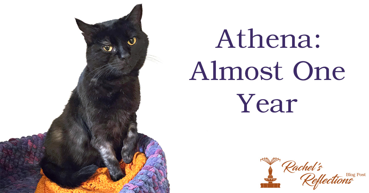 Athena: Almost One Year | Rachel's Reflections