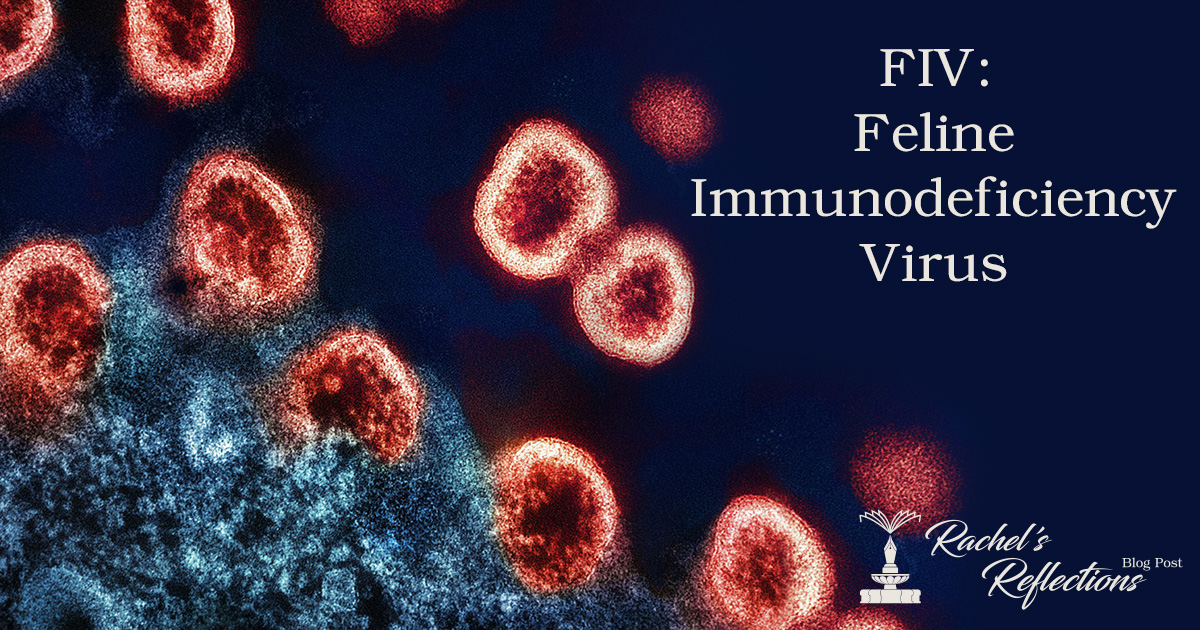 FIV: Feline Immunodeficiency Virus | Rachel’s Reflections